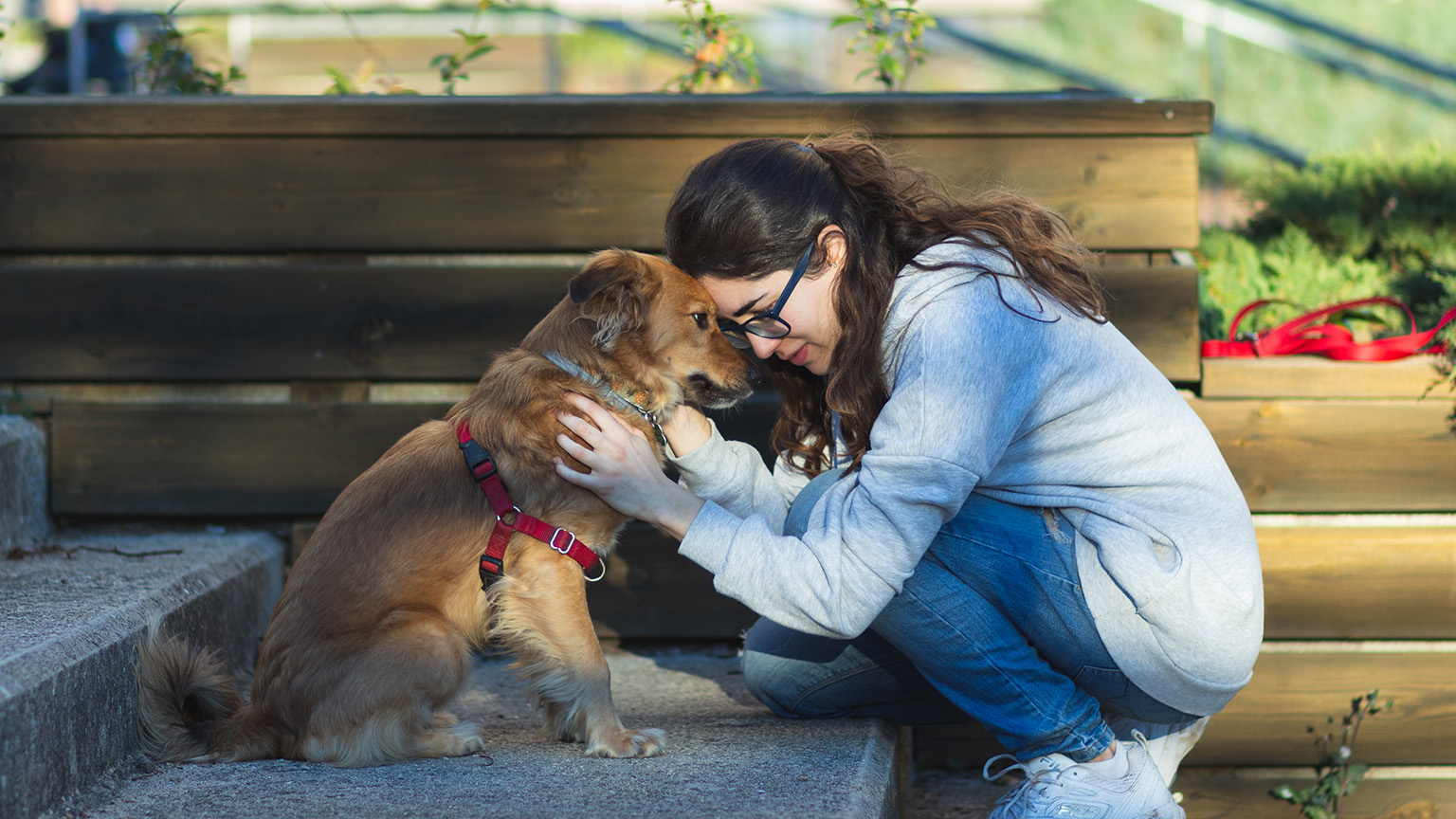 Support/Assistance Animal vs Service Animal vs Therapy Animal ...